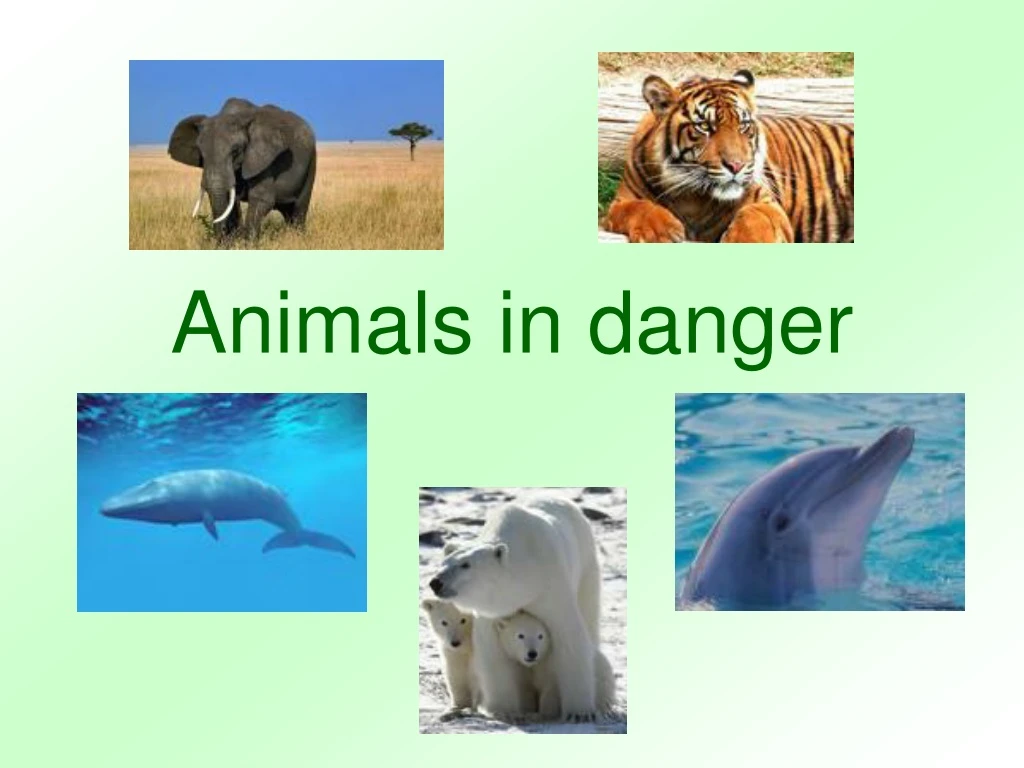 PPT - Animals in danger PowerPoint Presentation, free download - ID:8573298