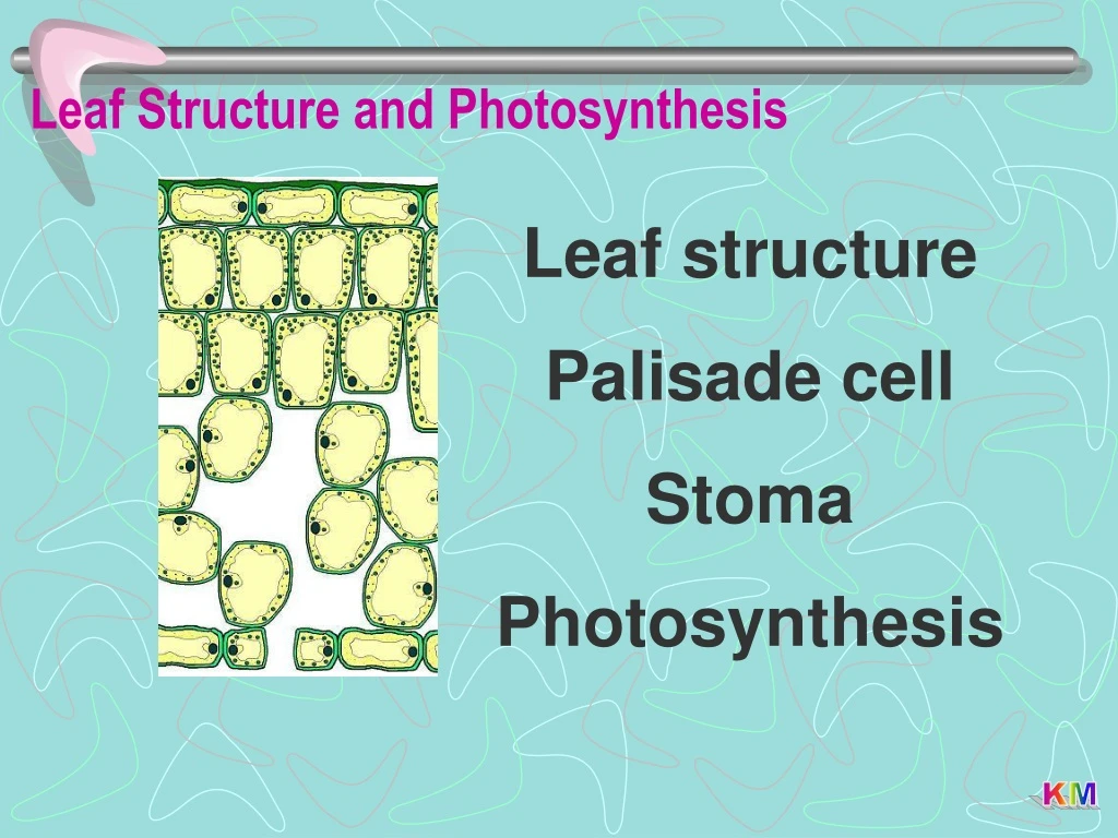 PPT - Leaf Structure and Photosynthesis PowerPoint Presentation, free download - ID:8590848