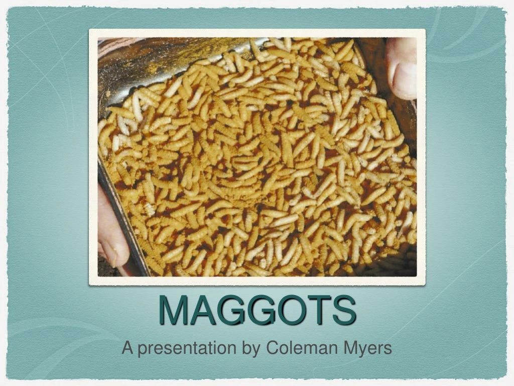 PPT - MAGGOTS PowerPoint Presentation, free download - ID:8649833