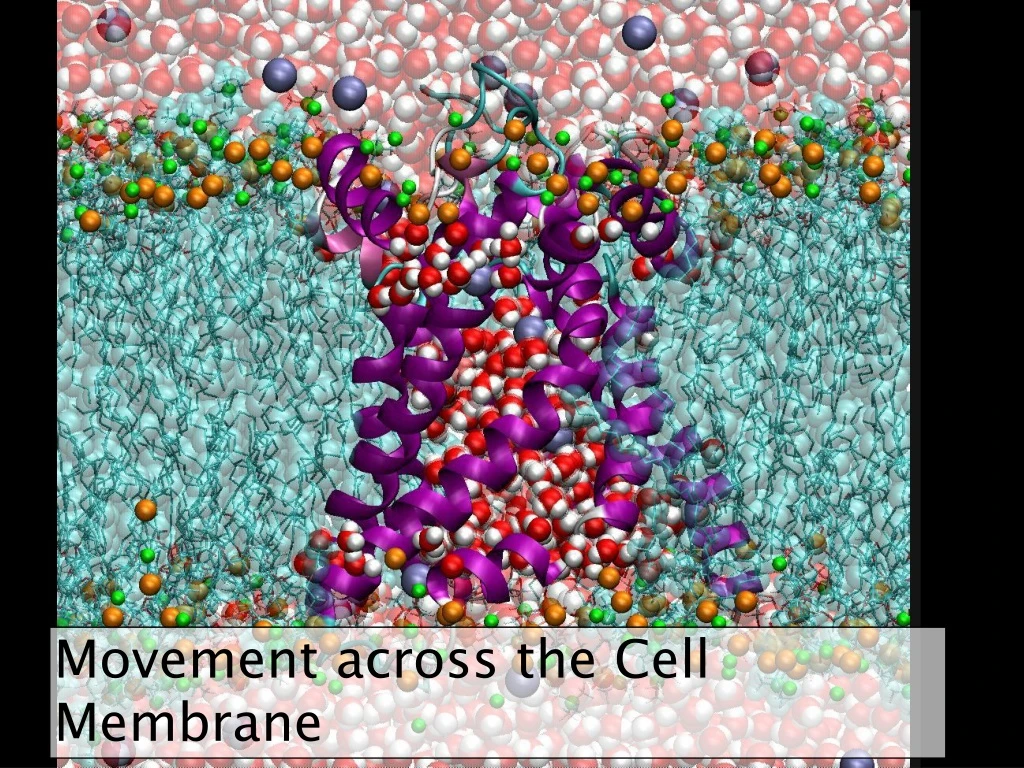 PPT - Movement across the Cell Membrane PowerPoint Presentation, free ...