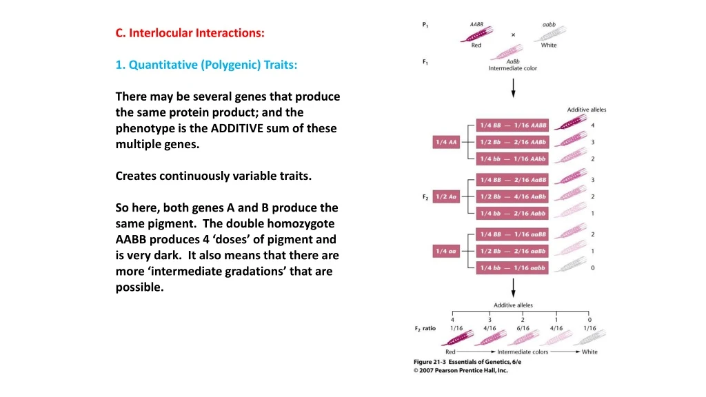 PPT - C. Interlocular Interactions: 1. Quantitative (Polygenic) Traits ...