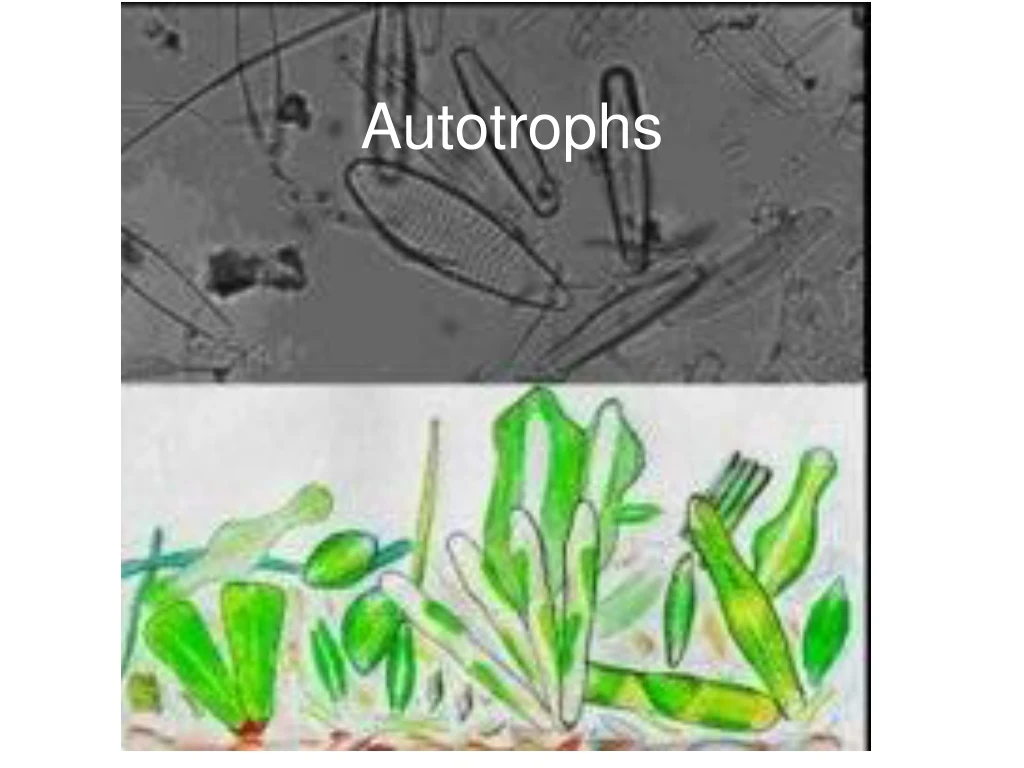 PPT - Autotrophs PowerPoint Presentation, free download - ID:8684464