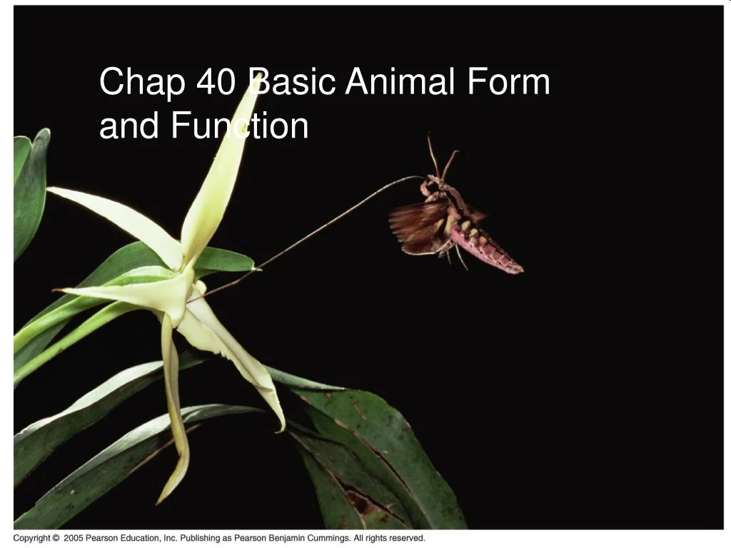 PPT - Chap 40 Basic Animal Form and Function PowerPoint Presentation ...