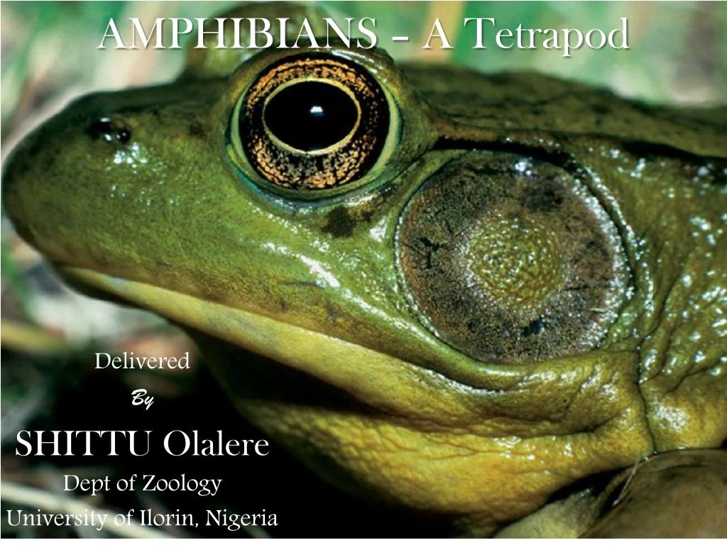 PPT - AMPHIBIANS – A Tetrapod PowerPoint Presentation, free download ...