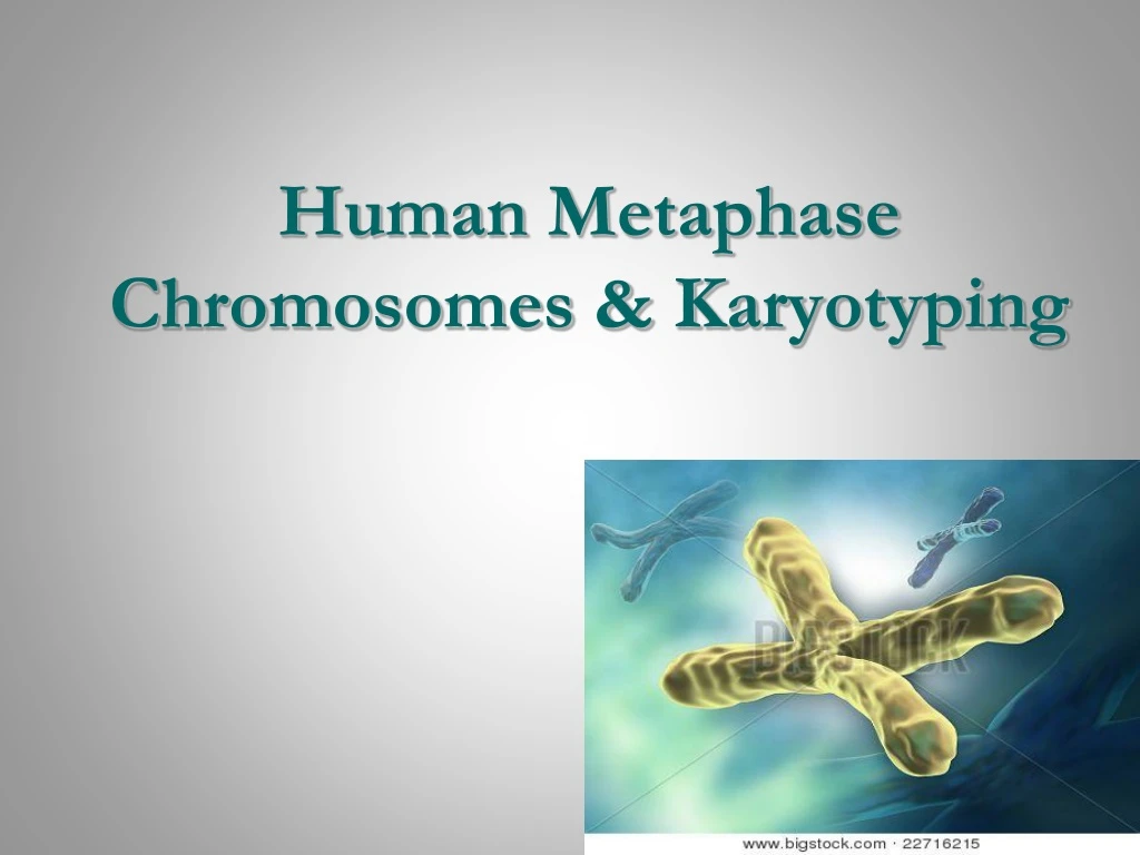 PPT - Human Metaphase Chromosomes & Karyotyping PowerPoint Presentation ...