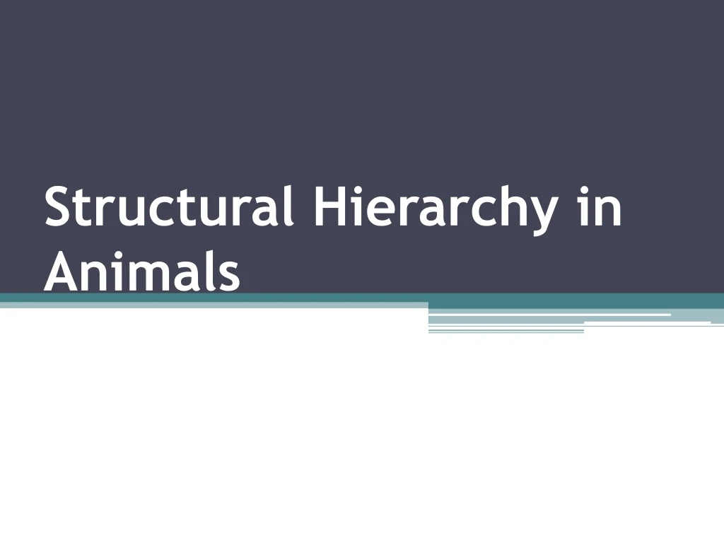 PPT - Structural Hierarchy in Animals PowerPoint Presentation, free ...
