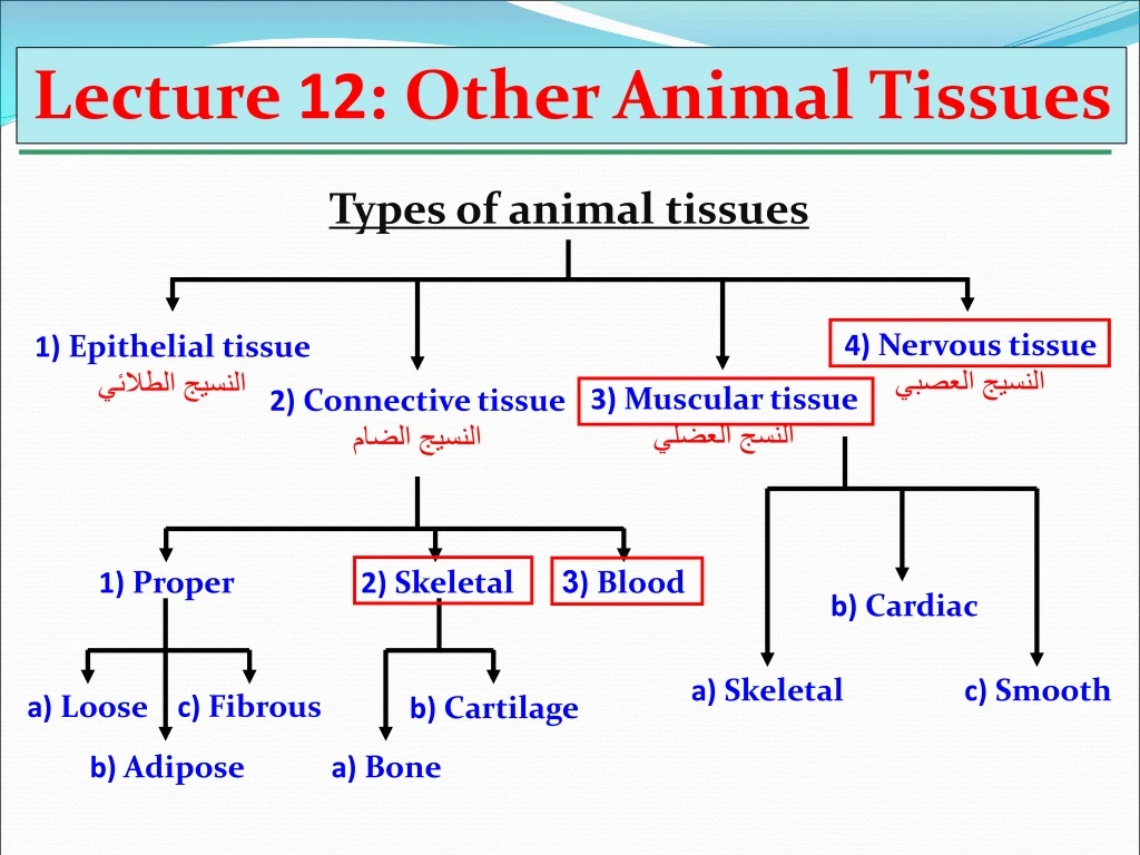 PPT - Lecture 12 : Other Animal Tissues PowerPoint Presentation, free ... PPT - Lecture 12 : Other Animal Tissues PowerPoint Presentation, free ...