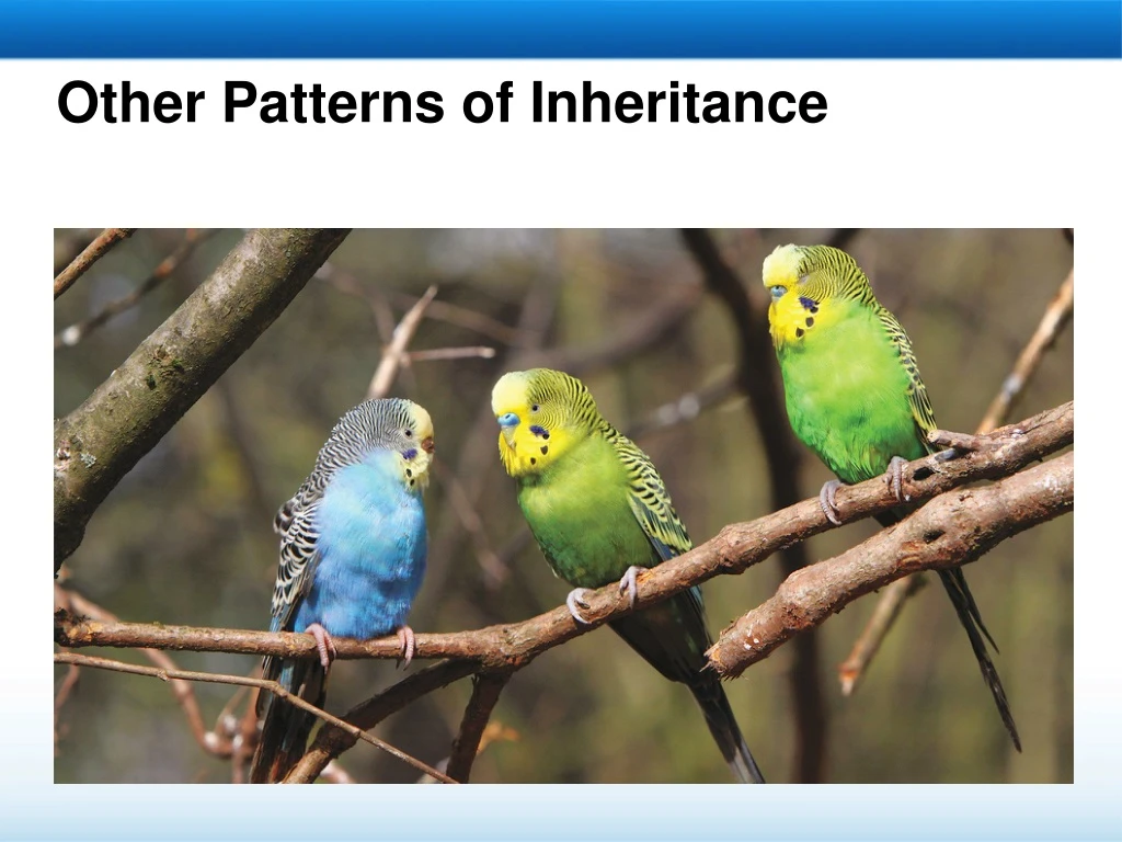 PPT - Other Patterns of Inheritance PowerPoint Presentation, free ...