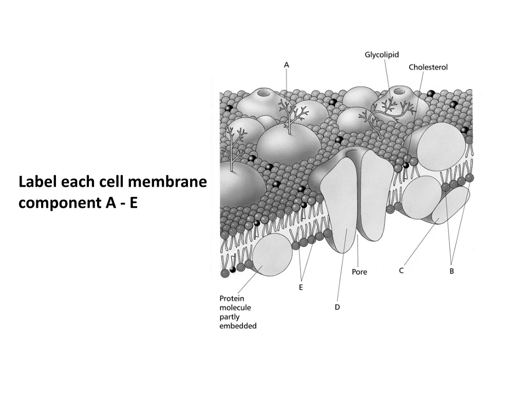 PPT - Label each cell membrane component A - E PowerPoint Presentation ...