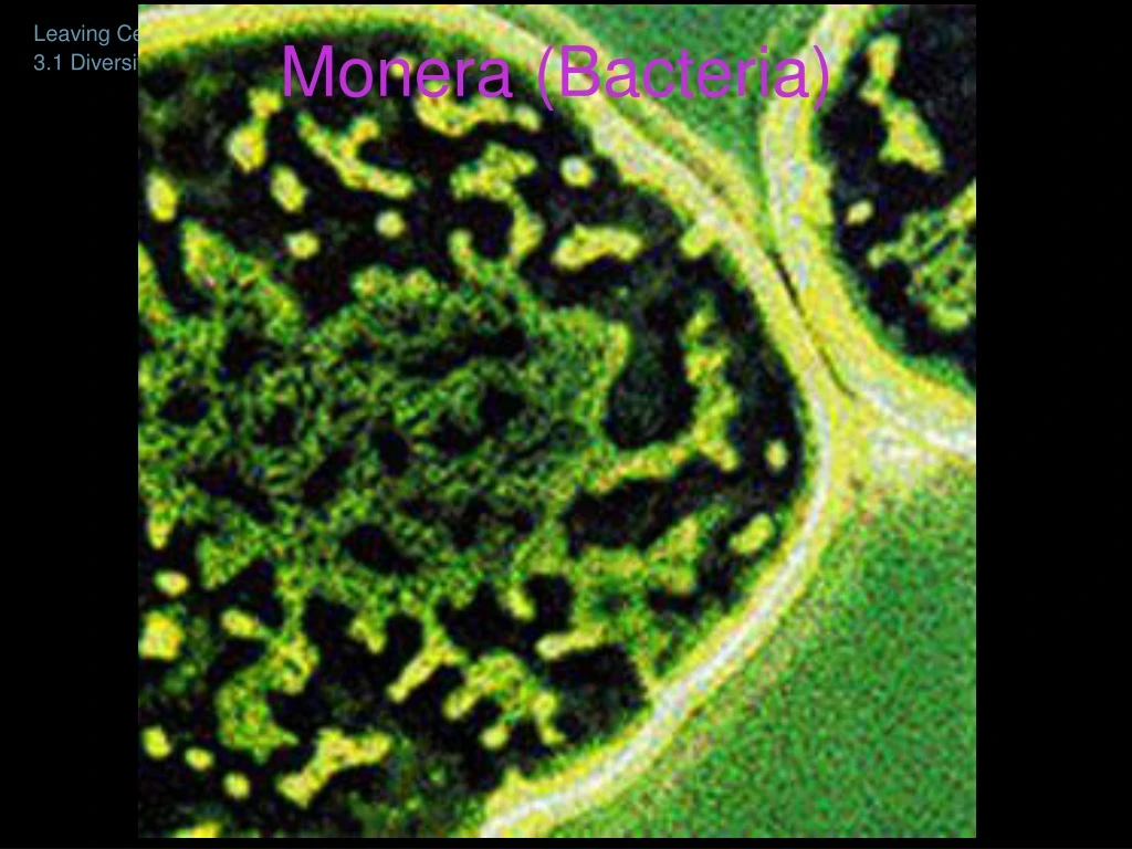 PPT - Monera (Bacteria) PowerPoint Presentation, free download - ID:8728425