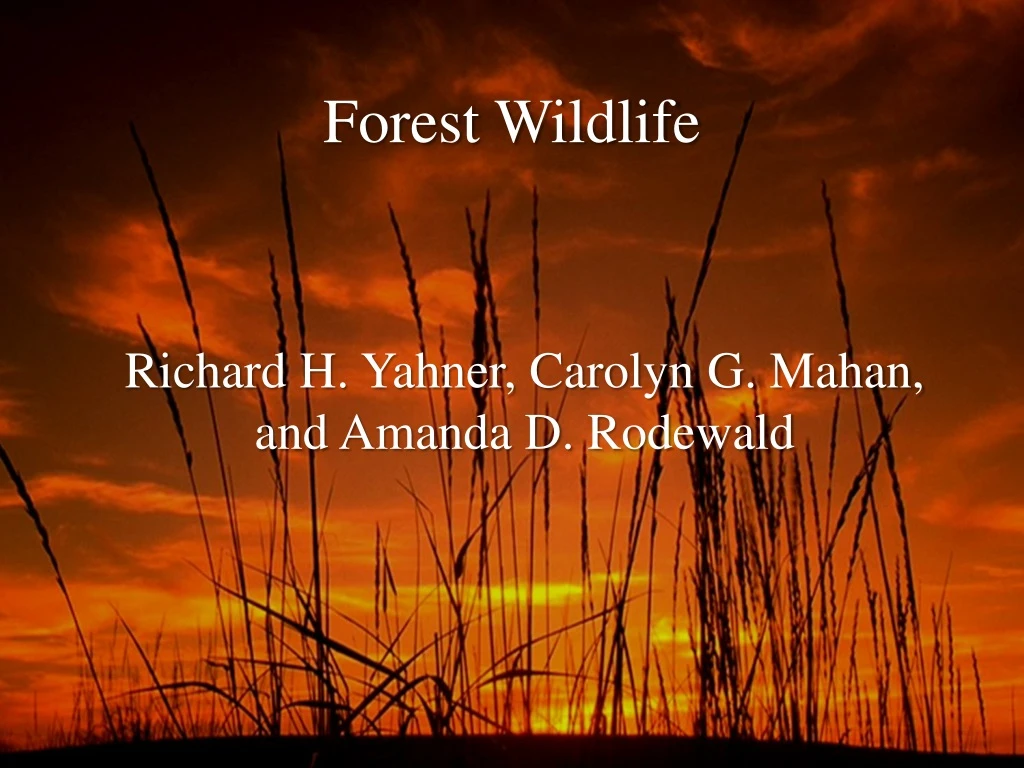 PPT - Forest Wildlife PowerPoint Presentation, free download - ID:8730580