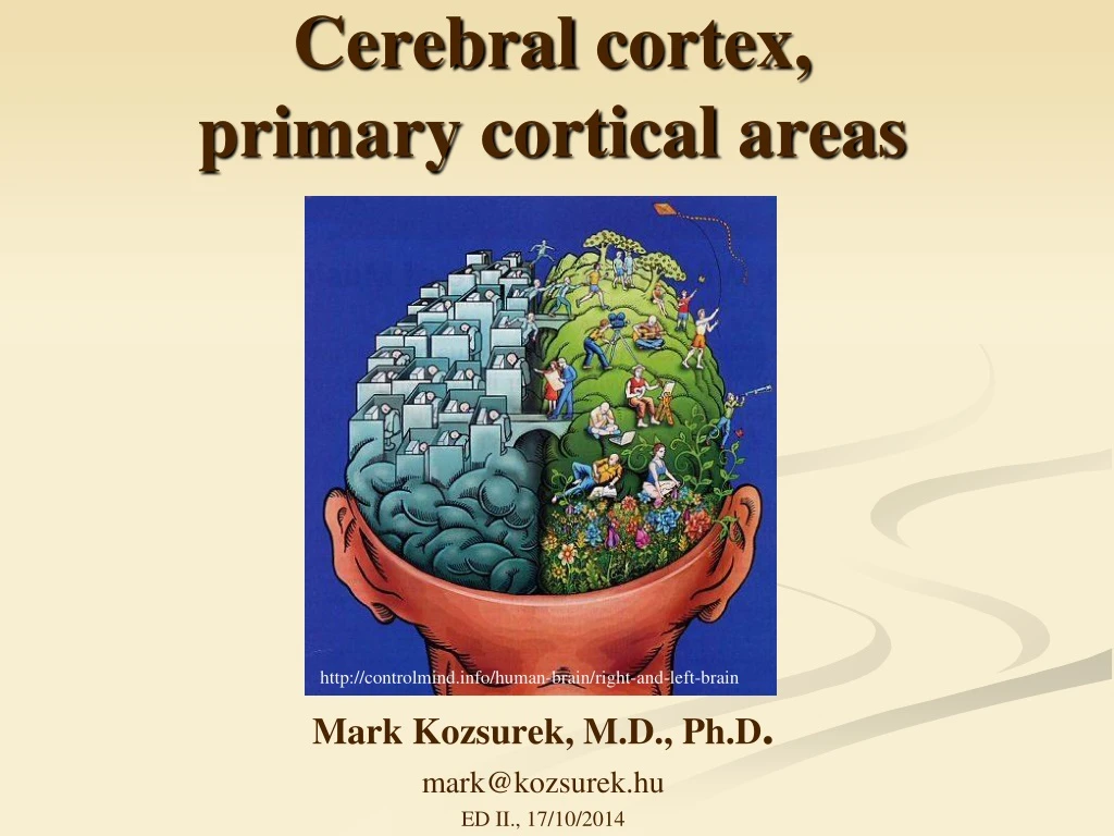 PPT - Cerebral cortex , primary cortical areas PowerPoint Presentation ...