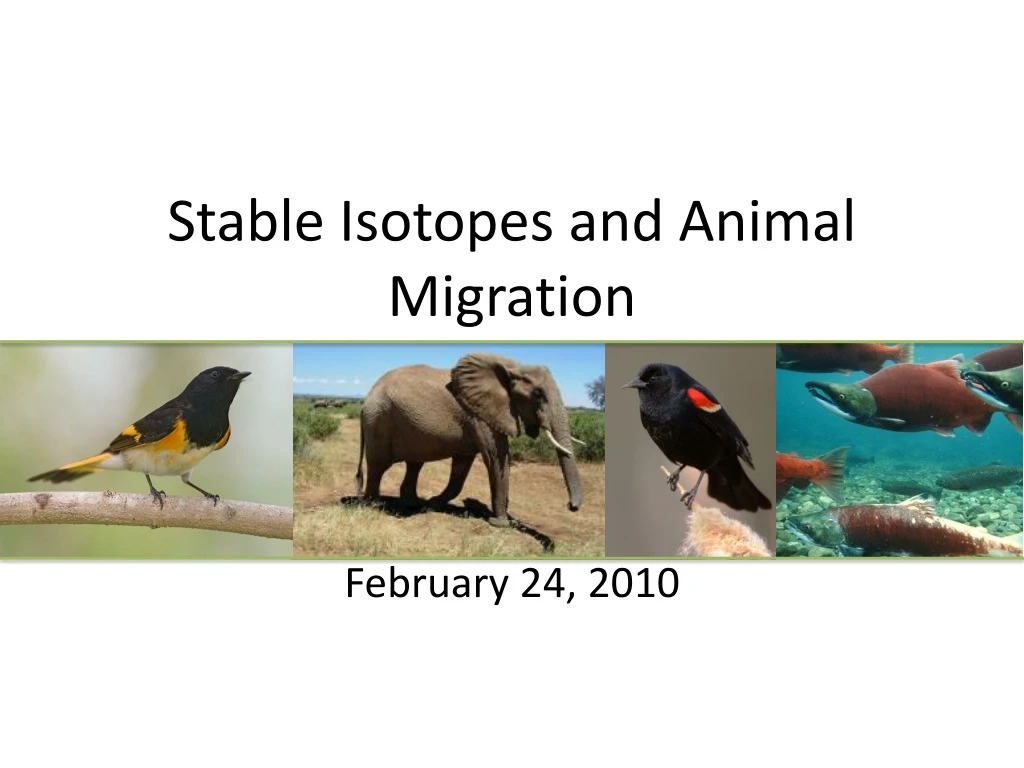 PPT - Stable Isotopes and Animal Migration PowerPoint Presentation ...