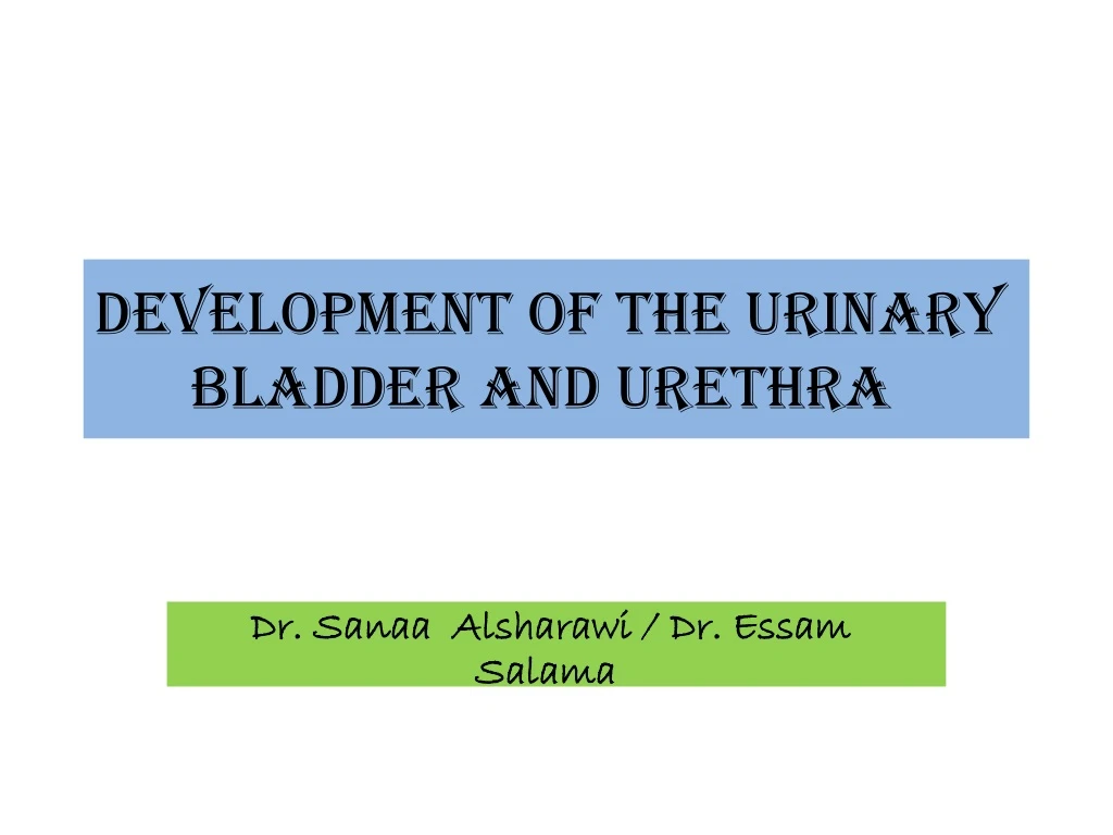 PPT - Development of the urinary bladder and urethra PowerPoint ...
