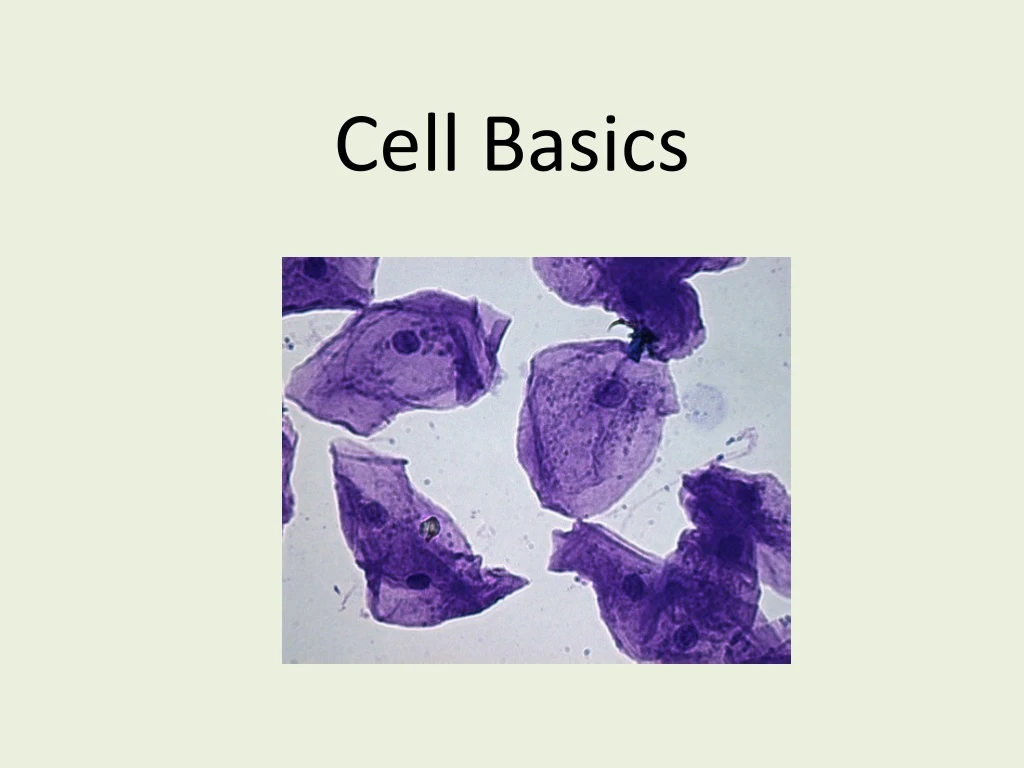PPT - Cell Basics PowerPoint Presentation, free download - ID:8739416