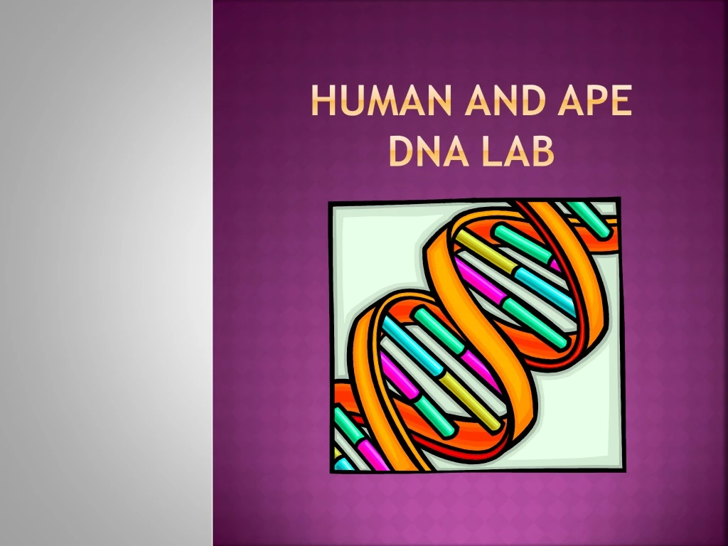 PPT - Human and Ape DNA Lab PowerPoint Presentation, free download - ID ...