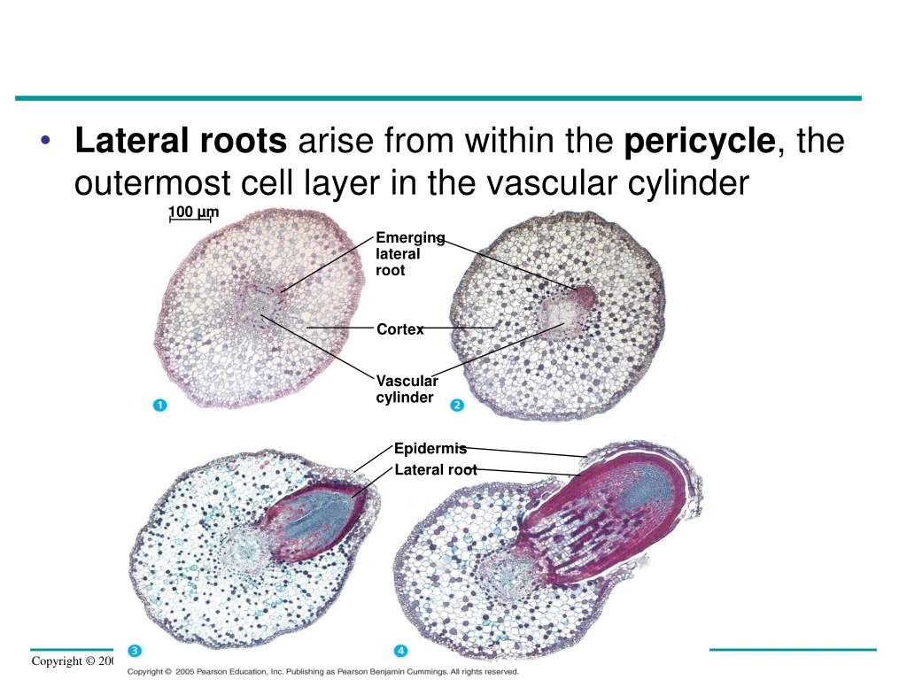 PPT - Emerging lateral root PowerPoint Presentation, free download - ID ...