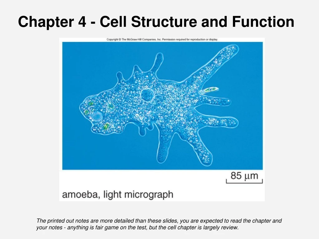 PPT - Chapter 4 - Cell Structure and Function PowerPoint Presentation ...