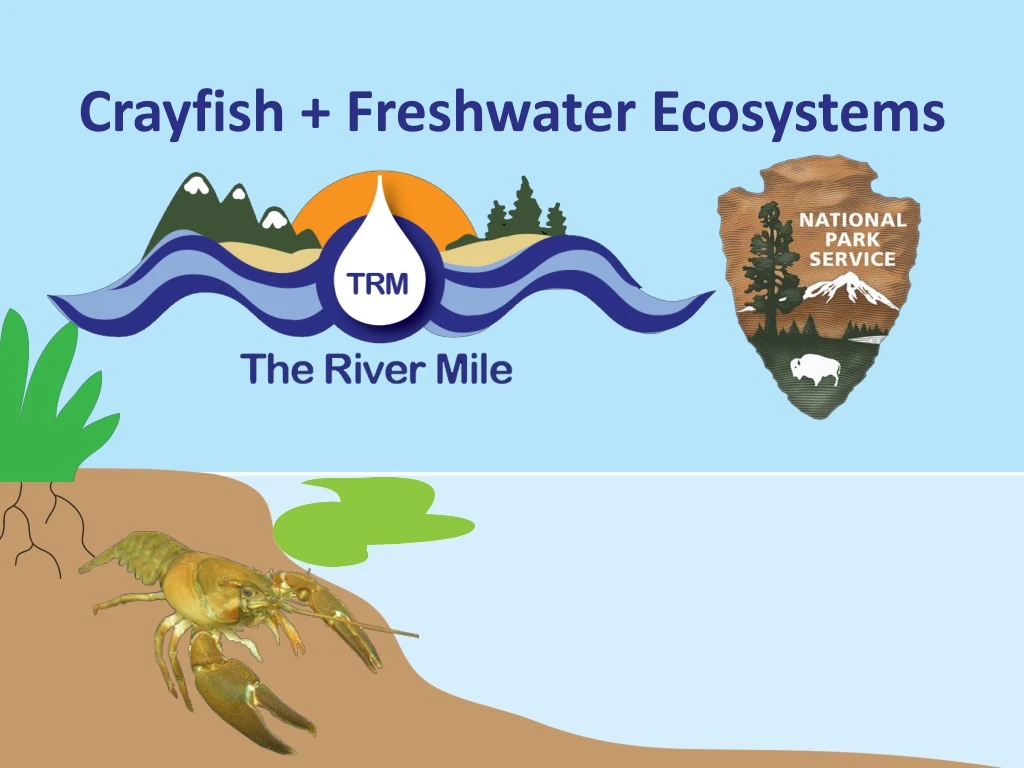 PPT - Crayfish + Freshwater Ecosystems PowerPoint Presentation, free ...