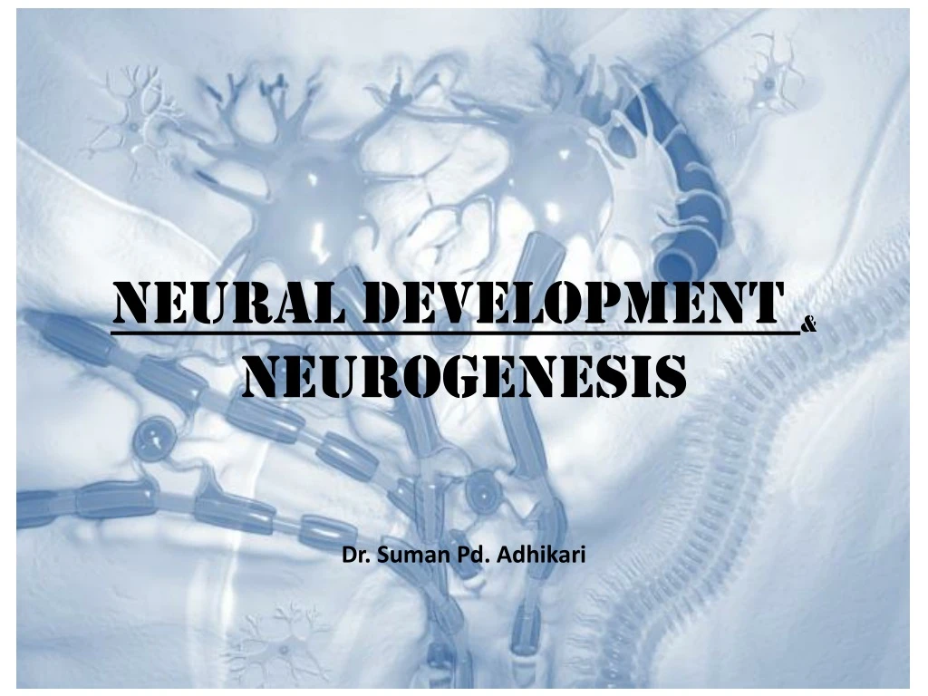 PPT - Neural development & neurogenesis PowerPoint Presentation, free ...