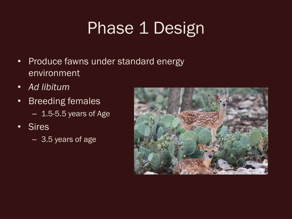 PPT - Phase 1 Design PowerPoint Presentation, free download - ID:8779895