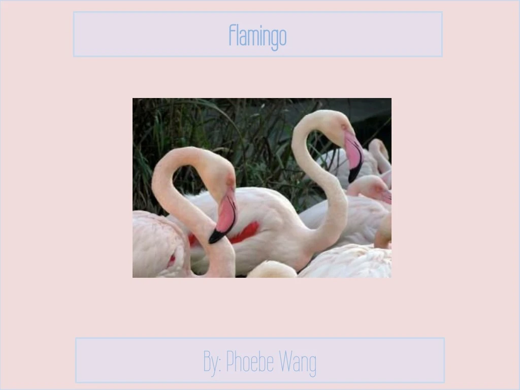 PPT - Flamingo PowerPoint Presentation, free download - ID:8780577
