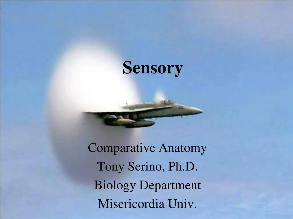 PPT - Sensory PowerPoint Presentation, free download - ID:8788502