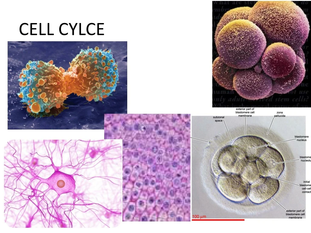PPT - CELL CYLCE PowerPoint Presentation, free download - ID:8789955
