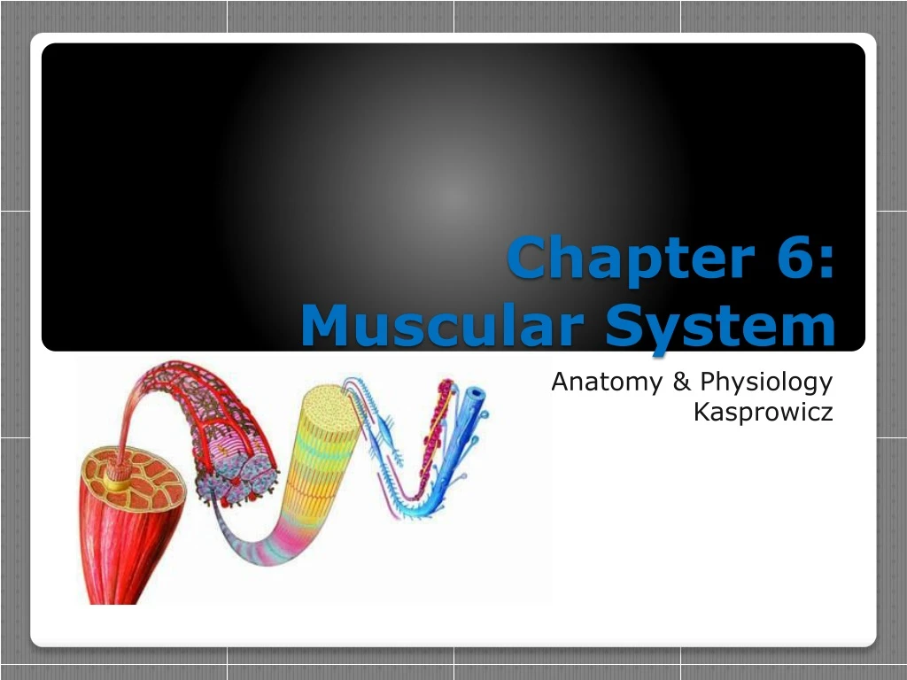 PPT - Chapter 6: Muscular System PowerPoint Presentation, free download ...