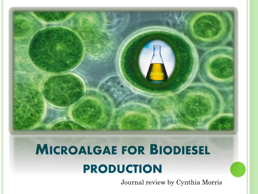 PPT - Microalgae for Biodiesel production PowerPoint Presentation, free ...