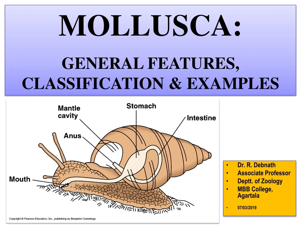 Ppt Mollusca General Features Classification And Examples Powerpoint Presentation Id8815940