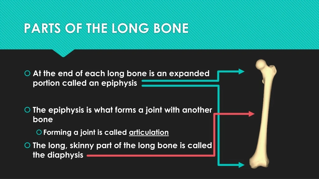 PPT - PARTS OF THE LONG BONE PowerPoint Presentation, free download ...