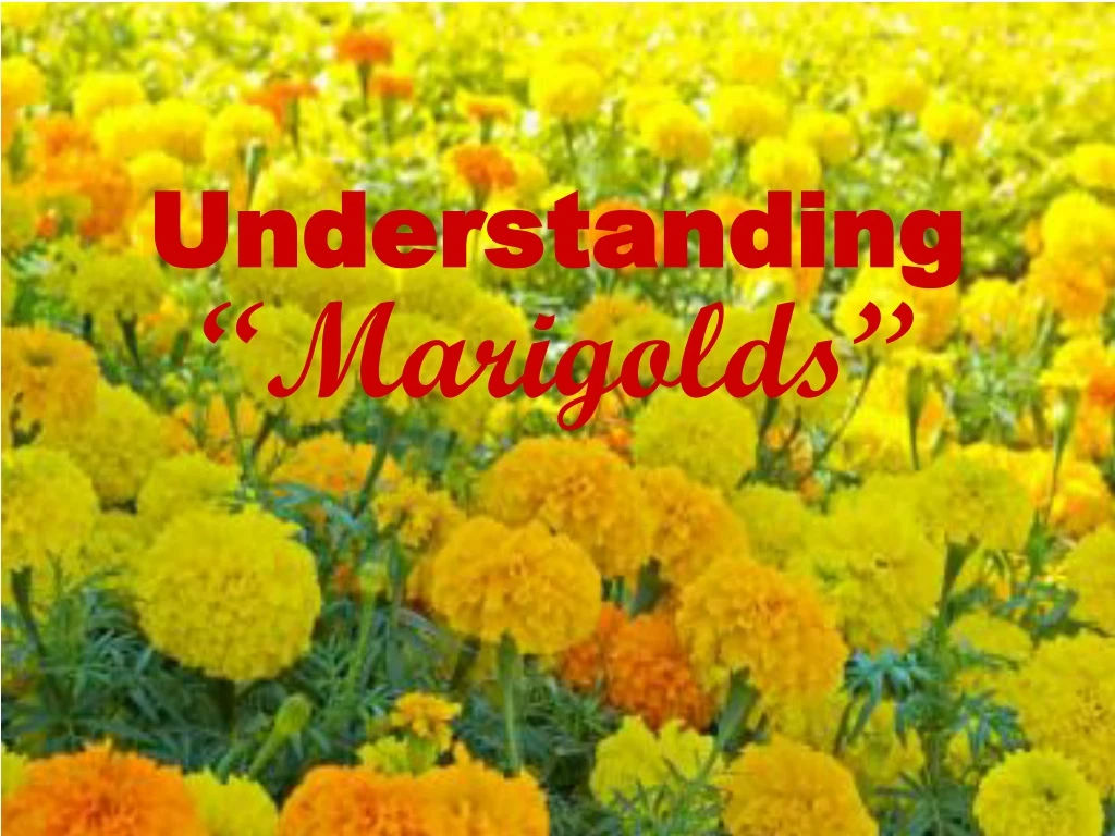 PPT - Understanding “Marigolds” PowerPoint Presentation, free download ...