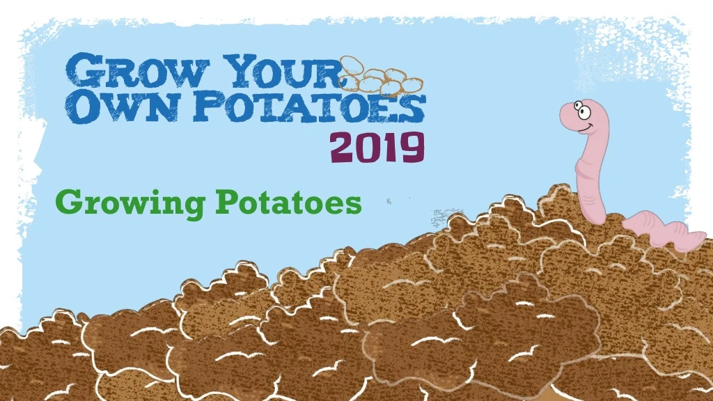 PPT - Growing Potatoes PowerPoint Presentation, free download - ID:8837774