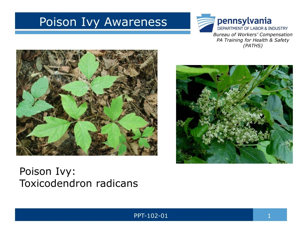 PPT - Poison Ivy Awareness PowerPoint Presentation, free download - ID ...