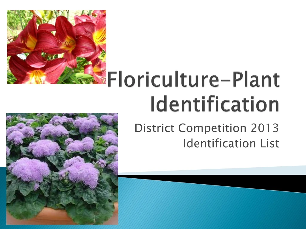 PPT - Floriculture-Plant Identification PowerPoint Presentation, free ...