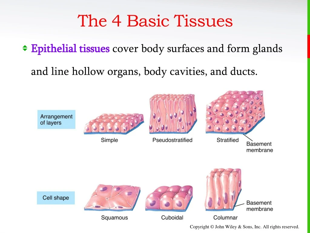 PPT - The 4 Basic Tissues PowerPoint Presentation, free download - ID ...