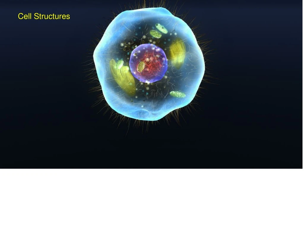 PPT - Cell Structures PowerPoint Presentation, free download - ID:8851278