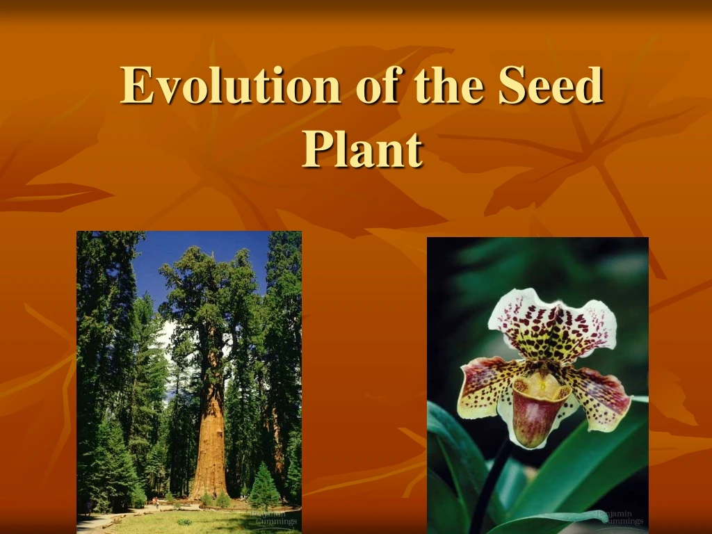 PPT - Evolution of the Seed Plant PowerPoint Presentation, free ...
