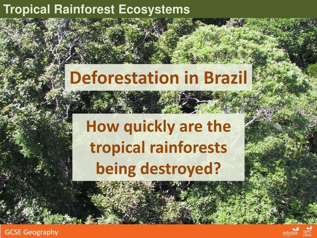 PPT - Tropical Rainforest Ecosystems PowerPoint Presentation, free ...