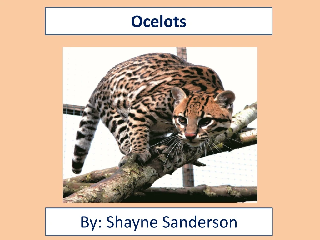 PPT - Ocelots PowerPoint Presentation, free download - ID:8860102