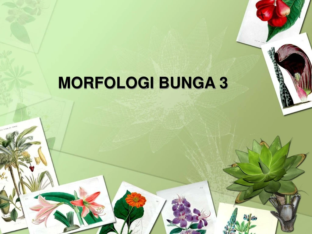 Ppt Morfologi Bunga 3 Powerpoint Presentation Free Download Id 8867372