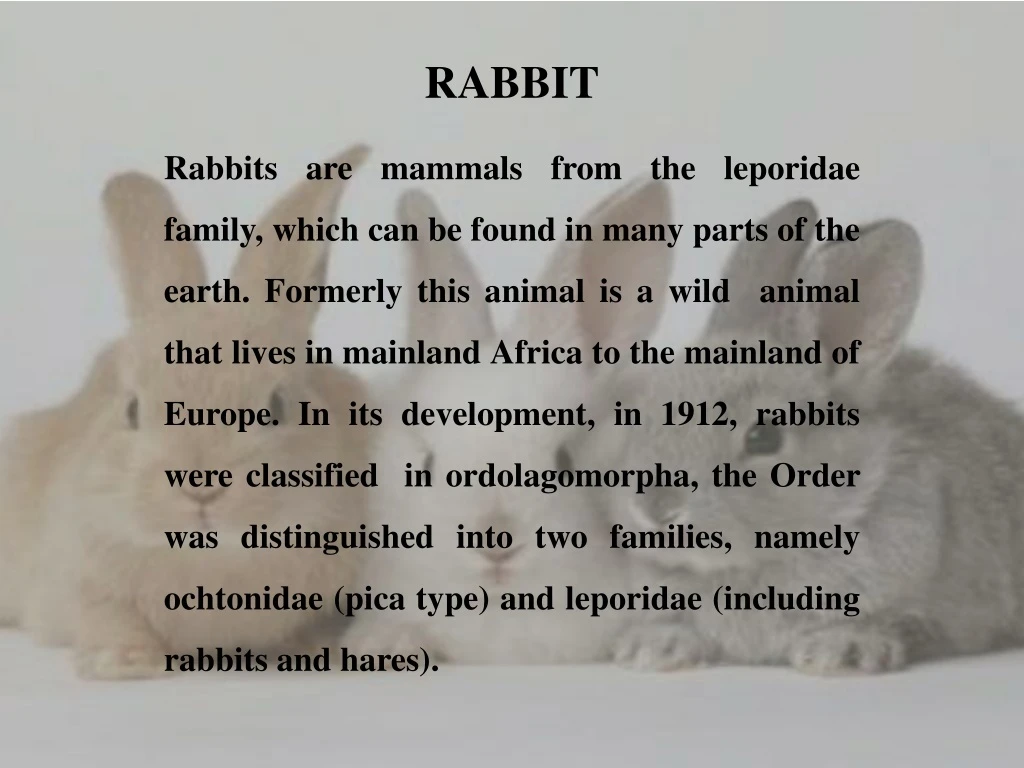 PPT - RABBIT PowerPoint Presentation, free download - ID:8876052