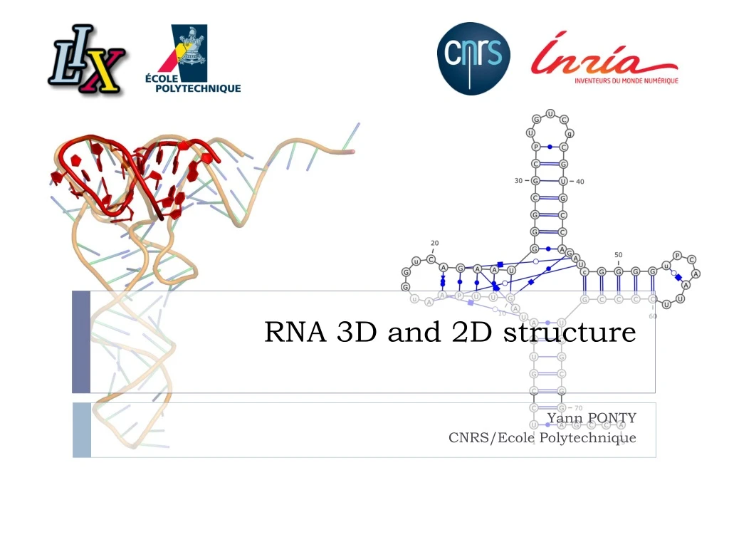 PPT - RNA 3D and 2D structure PowerPoint Presentation, free download ...