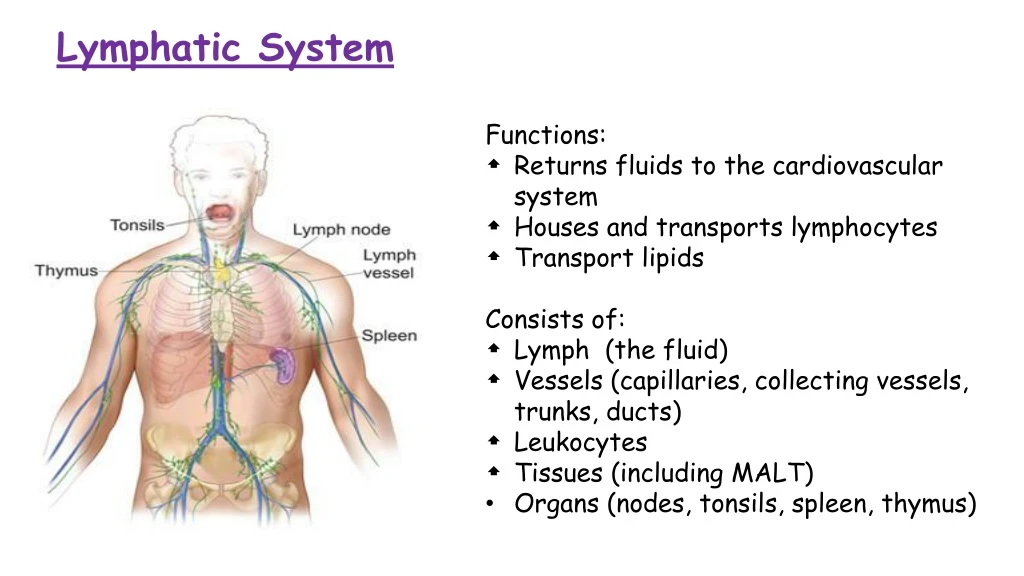 PPT - Lymphatic System PowerPoint Presentation, free download - ID:8886824 PPT - Lymphatic System PowerPoint Presentation, free download - ID:8886824
