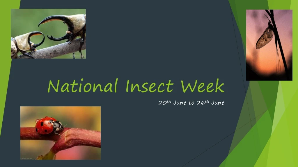 PPT - National Insect Week PowerPoint Presentation, free download - ID ...