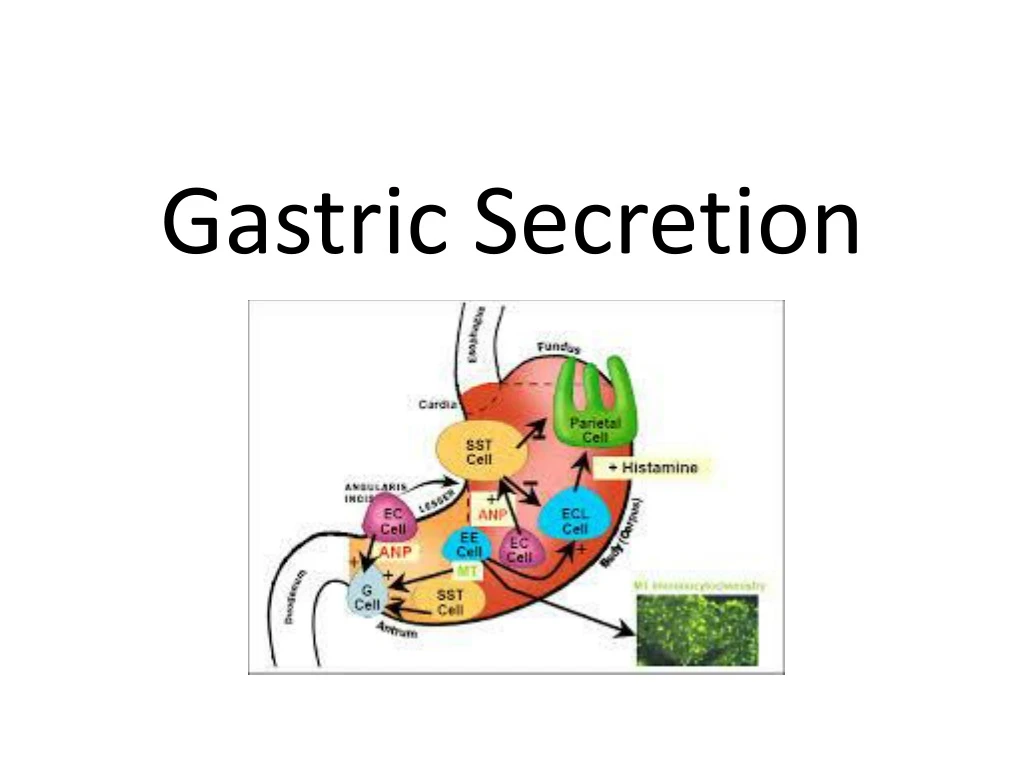 PPT - Gastric Secretion PowerPoint Presentation, free download - ID:8894815