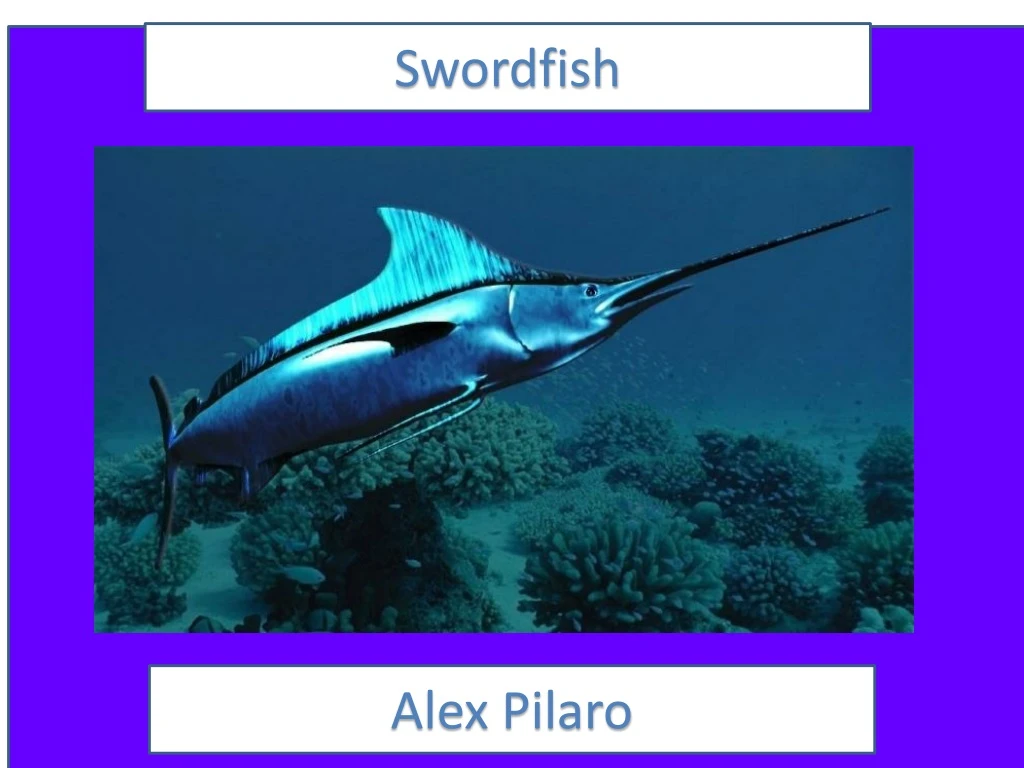 PPT - Swordfish PowerPoint Presentation, free download - ID:8895551