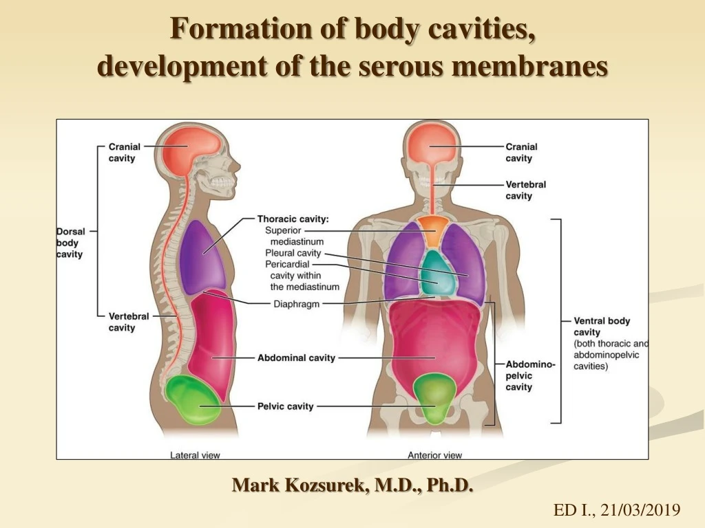 PPT - Formation of body cavities , development of the serous membranes ...