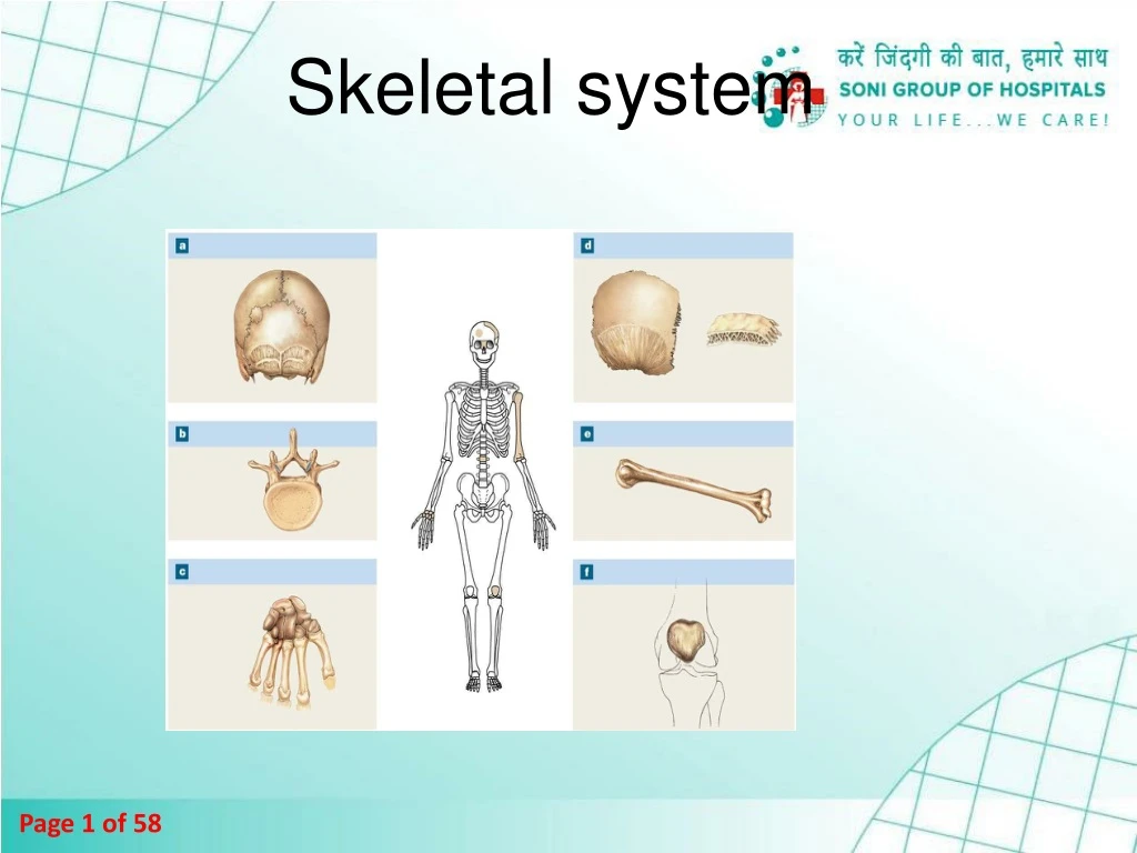 PPT - Skeletal system PowerPoint Presentation, free download - ID:8899739